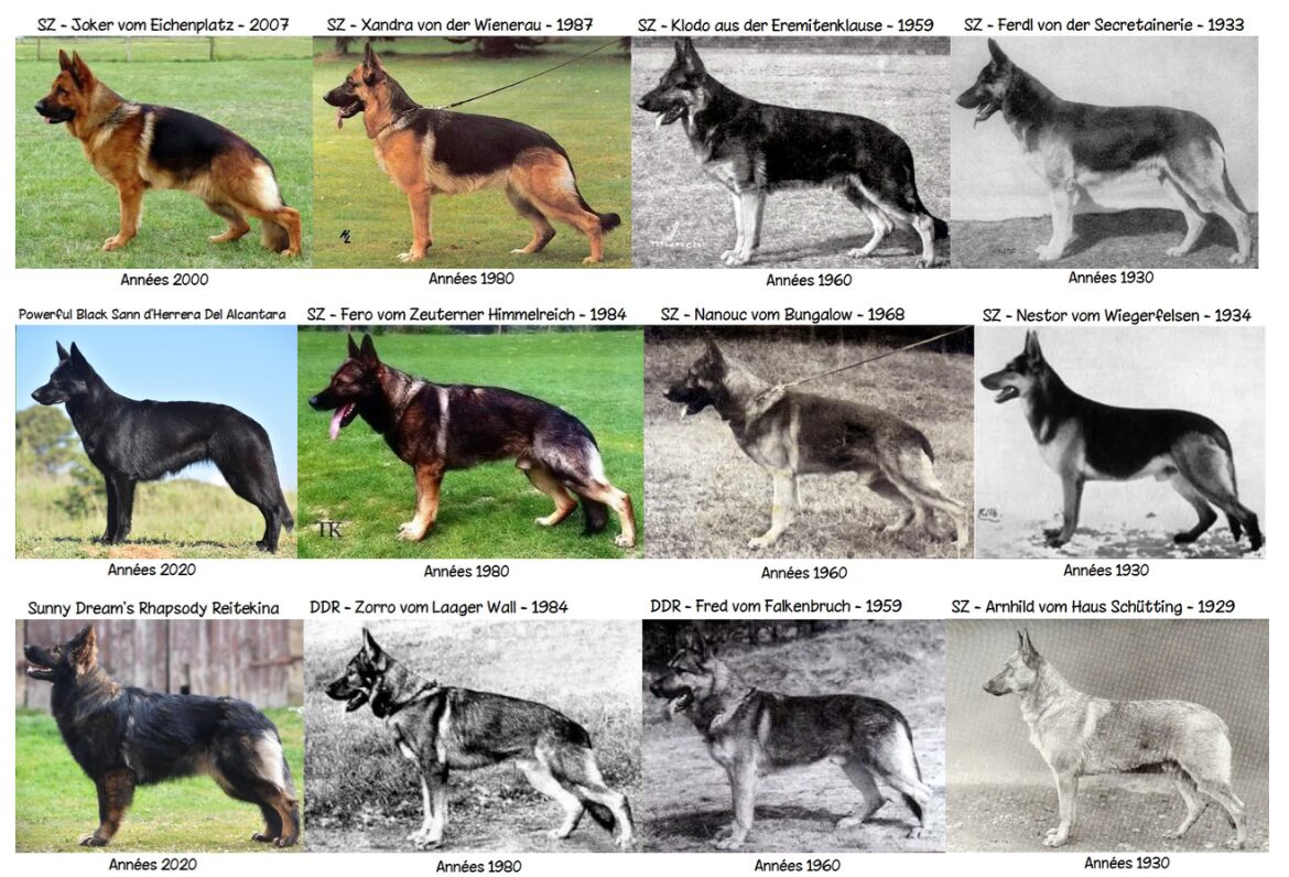 L'hypertype chez le chien - De la laisse au lien éducateur ...