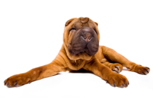 L'hypertype chez le chien - De la laisse au lien éducateur ...